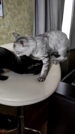 Смешные коты Разборки!