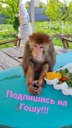 Обезьянка Гоша отдыхает