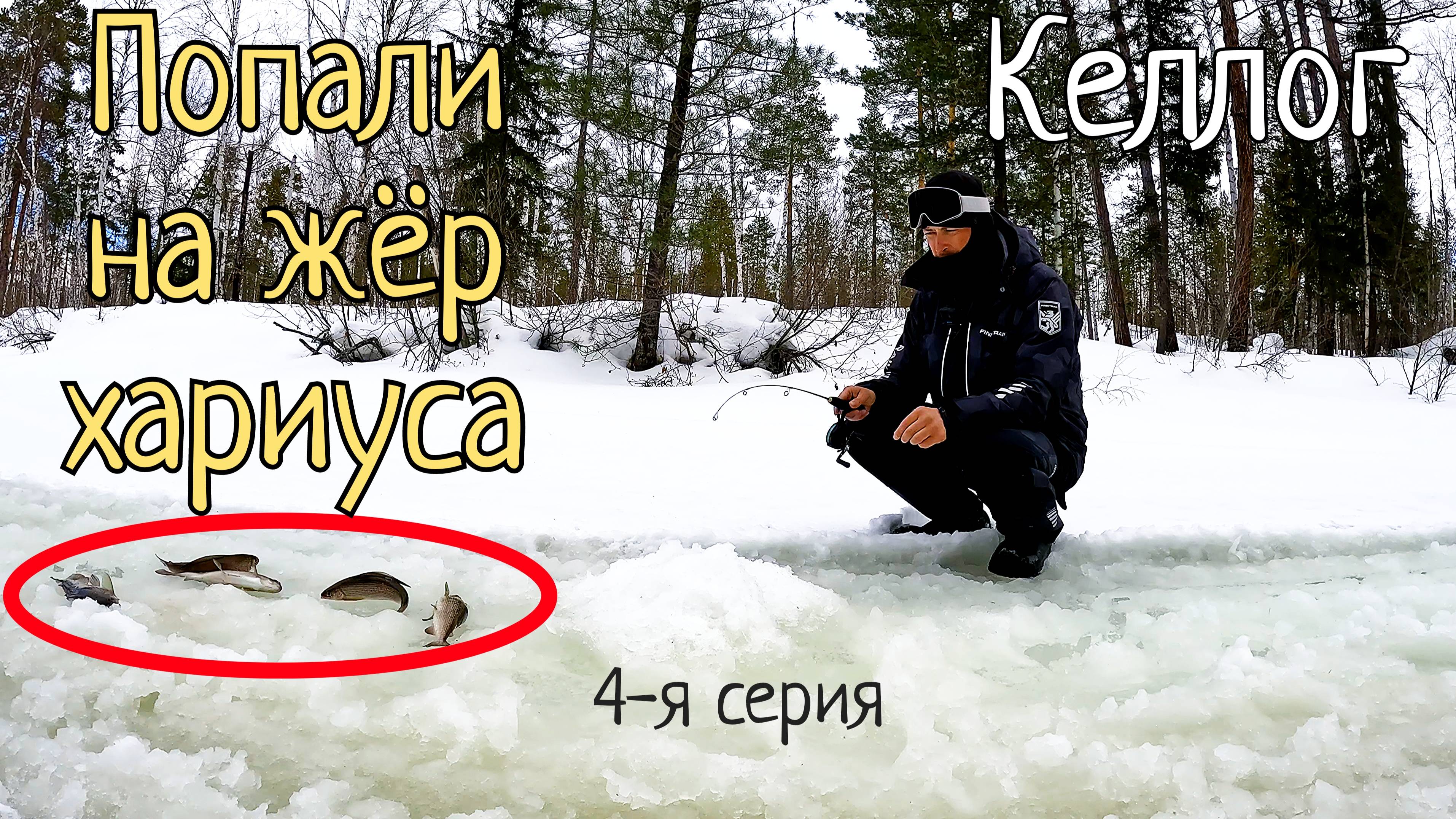 Жор хариуса и что на него влияет! Рыбалка не Севере, река Келлог/Часть 4-я.