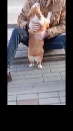 вельш корги пемброк