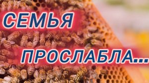 Когда семья прослабла.Что делать?