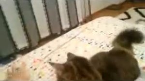 Прикольный кот ! Не хуже собаки !