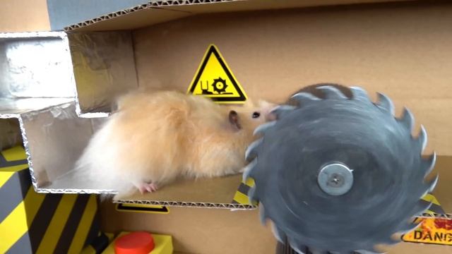 Удивительные приключения хомяка - Видео для детей