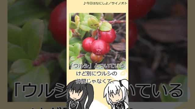 【CoeFont】アリミリ『雑』学　第３１１回　クマコケモモ