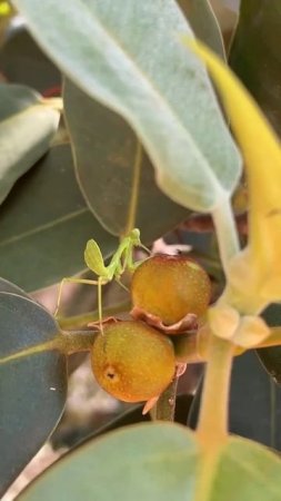 Mantis baby. Малыш богомола. 🥰😍🌴 #wildnaturetv250 #wildnature #insects #mantis #nature #wow