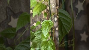Пассифлора фоэтида маракуйя 
Укоренение и выращивание из семян в квартире