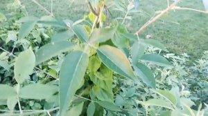 ବେଗୁନିଆ ବୃକ୍ଷ । Vitex plant in odia