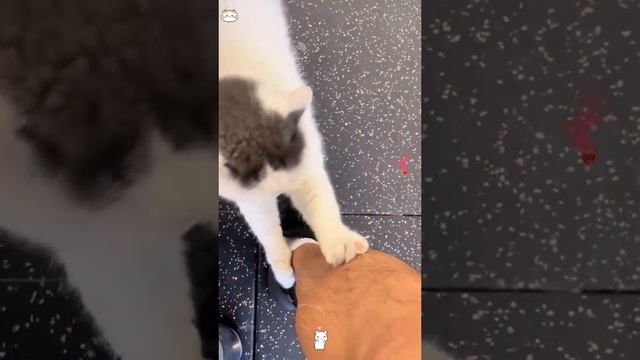 Котики забавные животные. Ржака. Смешные выходки Кошачих
