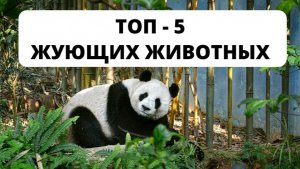 Топ - 5 животных жующих