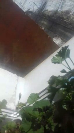 Тупой муха не ожет вылетить в окно