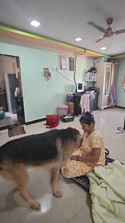ma mai agaya ma😄 #thegerman #funnyvideo #germanshepharddog