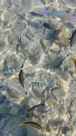 Рыбы в Красном море на пляже отеля Султан Гарденс