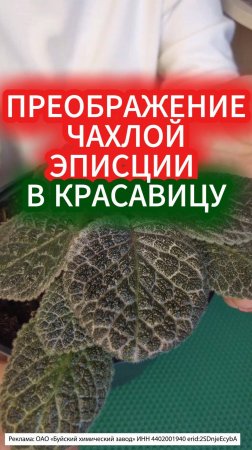 Превращение эписции с помойки в красавицу