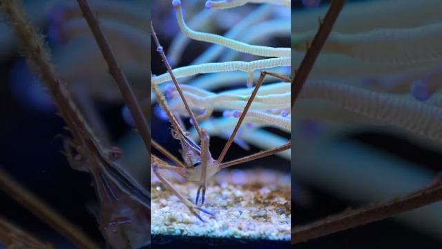 Arrow Crab - Did you know? #marinetank #aquarium #crab #reefaquarium #aquariummtp #animals