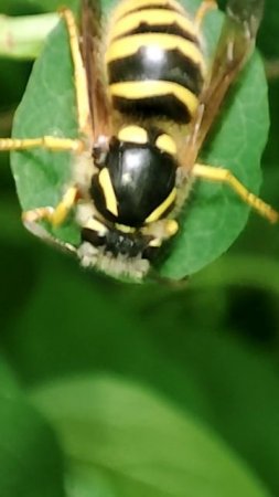 Деревна оса — вид еусоціальних ос родини Vespidae, будує як повітряні, і підземні паперові гнізда.