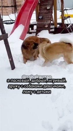 Люк спасенный из усыпалки ищет дом