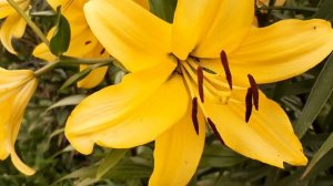 Crini de Grădină ( Lilium):YELLOWEEN ! Curtea de Argeș ( LIVE-2022).