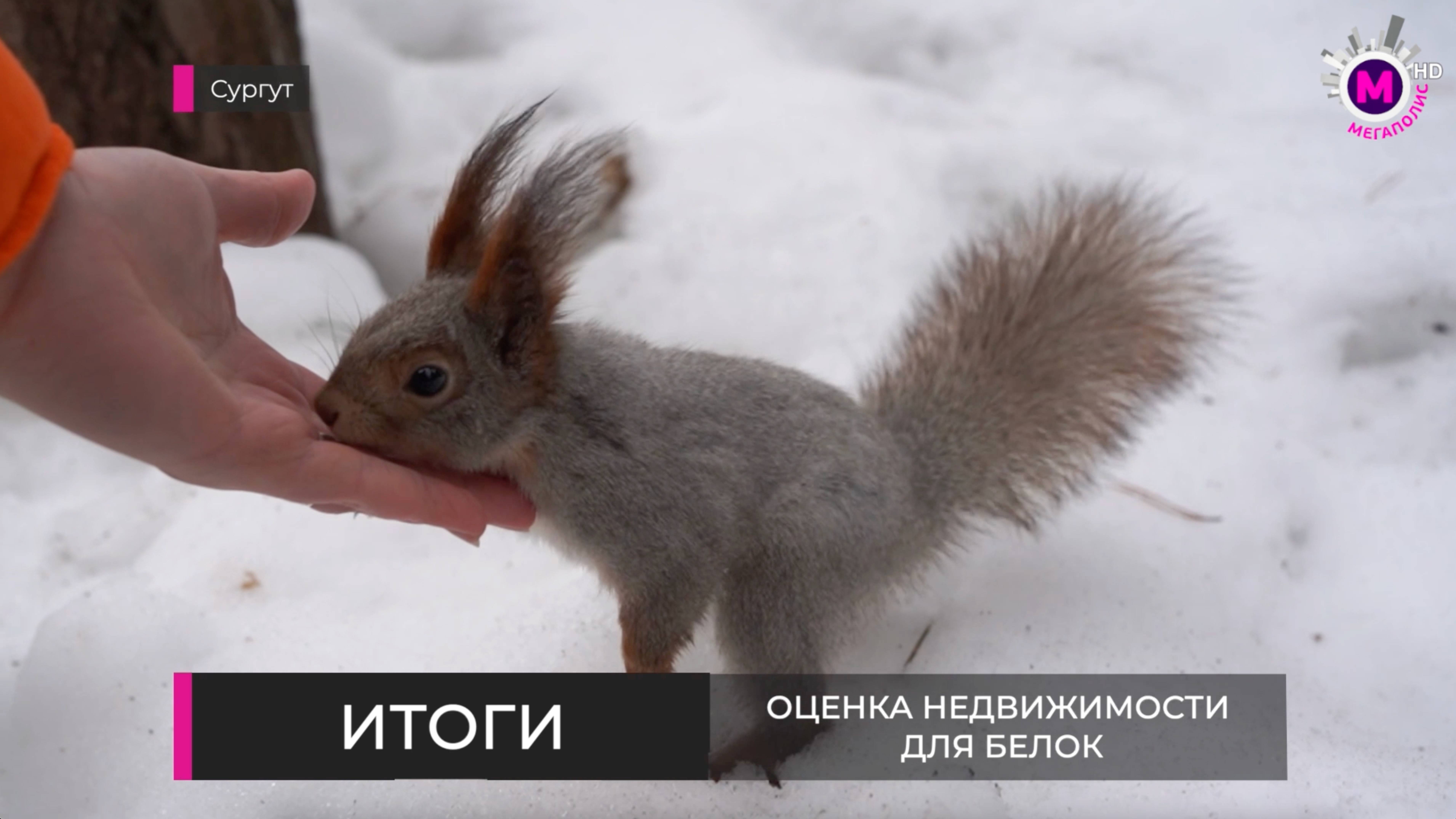 Оценка недвижимости для белок - Сургут