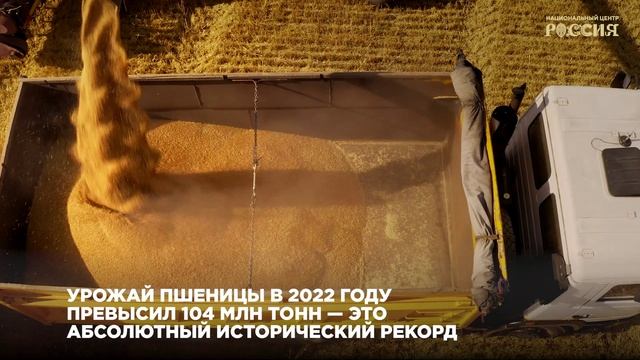 25 поводов для гордости: российская пшеница — золотое зерно страны