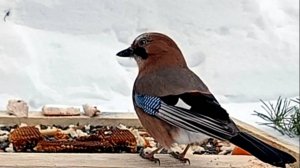 Сойки прилетели на кормушку