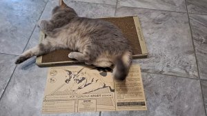 Кошка пользуется когтеточкой с удовольствием!❤️