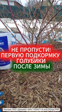 ПЕРВАЯ ПОДКОРМКА ГОЛУБИКИ ВЕСНОЙ - ПЛАНИРУЙ ЩЕДРЫЙ УРОЖАЙ  #сад  #огород