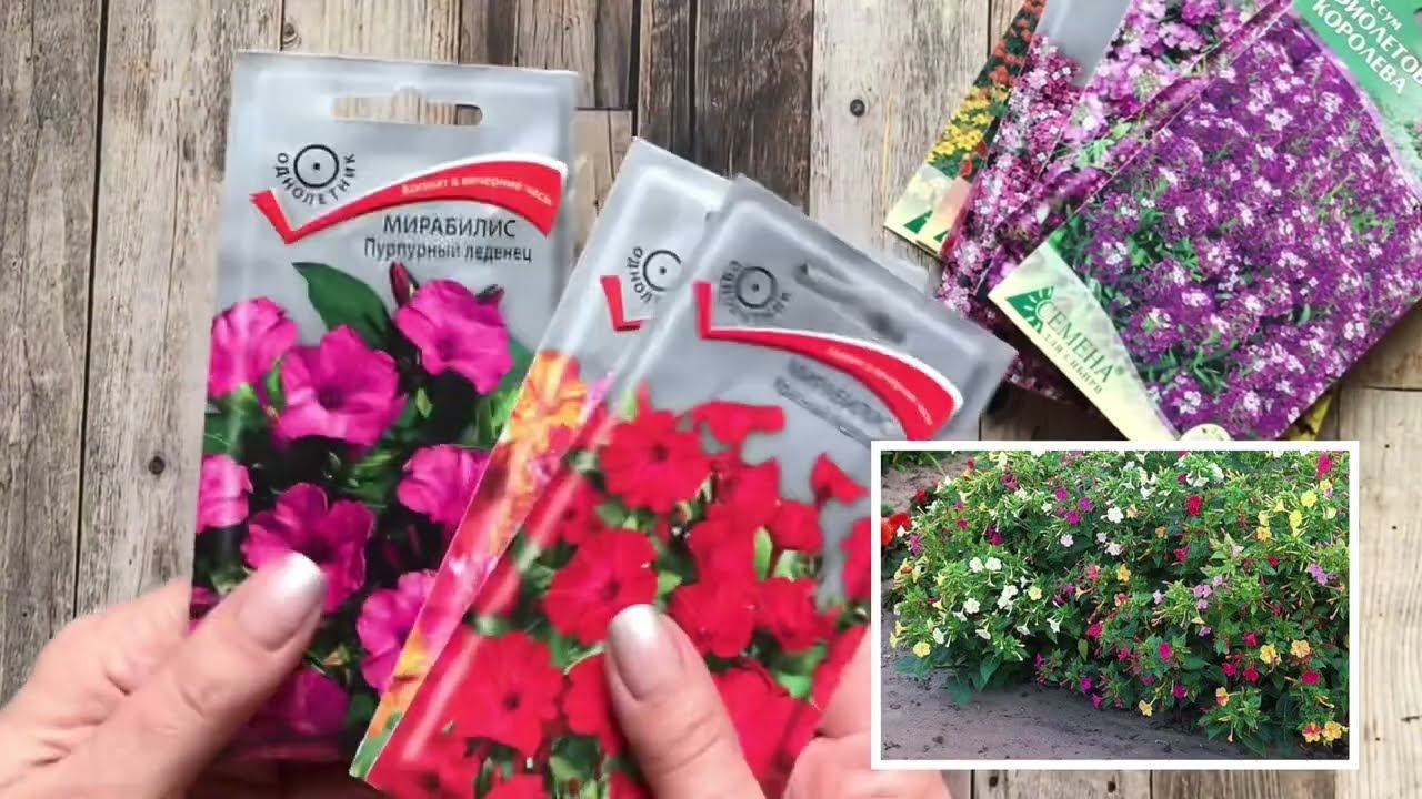 ВОТ ЭТО ДА!!! Цветы без рассады - сразу в грунт.