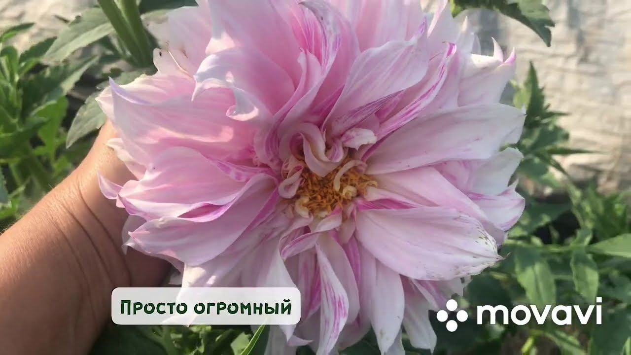 Как я сушу гортензию | Проводы лета | Здравствуй осень |