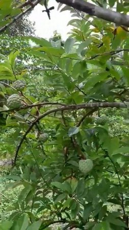 ATA PINHA OU FRUTA DO CONDE?#fartura #roça #pomar #frutas #vidanaroça #vidanocampo #shorts #short