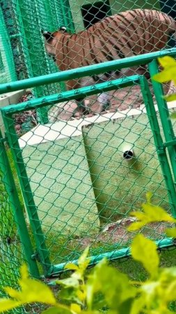 Indian Taiger Atitudde Birsha Munda Zoo in Jharkhand #zoo #vlogger