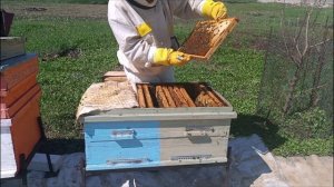 Осмотр пчелосемей после зимовки