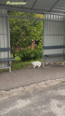 Котейка тусуется на остановке 🚏💖🐈💋