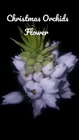 Christmas Orchids Flower