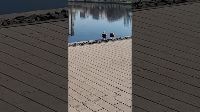Огари