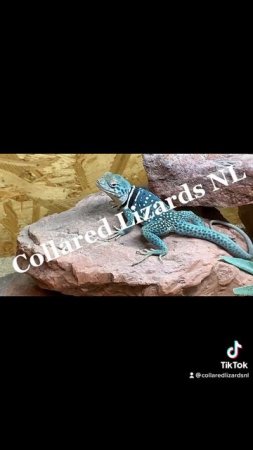 Love our sweet Moonlight💙 Crotaphytus Dickersonae at Collared Lizards NL