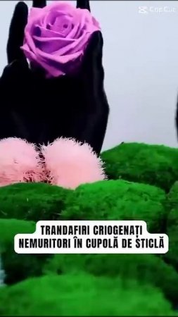 Trandafir Criogenat Nemuritor ❤️ Aranjamente Florale Flori Criogenate 🎁 Cadouri Personalizate Femei