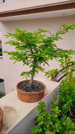 #Tamarind_bonsai #imli_plant #trending #shorts  #evergreenplant #claypot