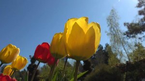 Парад тюльпанов в санатории Пирогова