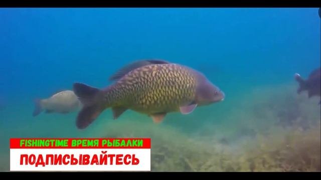 Карп – пожалуй, самая желанная рыба для многих рыболовов.