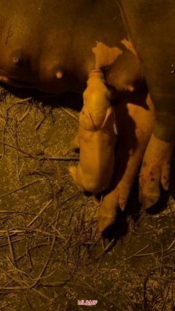 One piglet eating milk❤️❤️❤️ #pig #youtubeshorts #shorts #youtube #petlover @my_life_and_my_farm