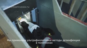 Будущее вашего стада начинается с правильного кормления телят!