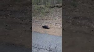 бобр