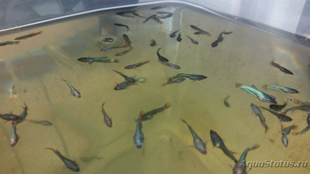 Аквариум. Петушки дамбо. Растут, окрашиваются. Aquarium. Bettas Dumbo.