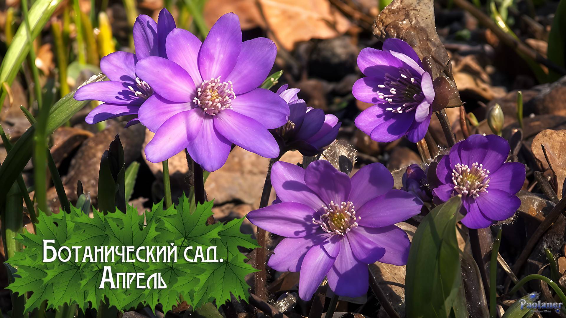 Ботанический сад. Апрель (2025)