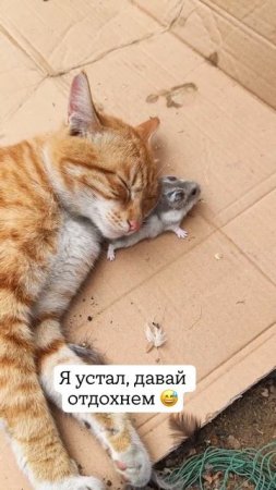 Я устал, давай отдохнём 😅