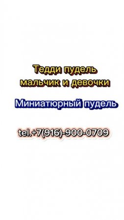 питомник пуделей pitomnikmoscow