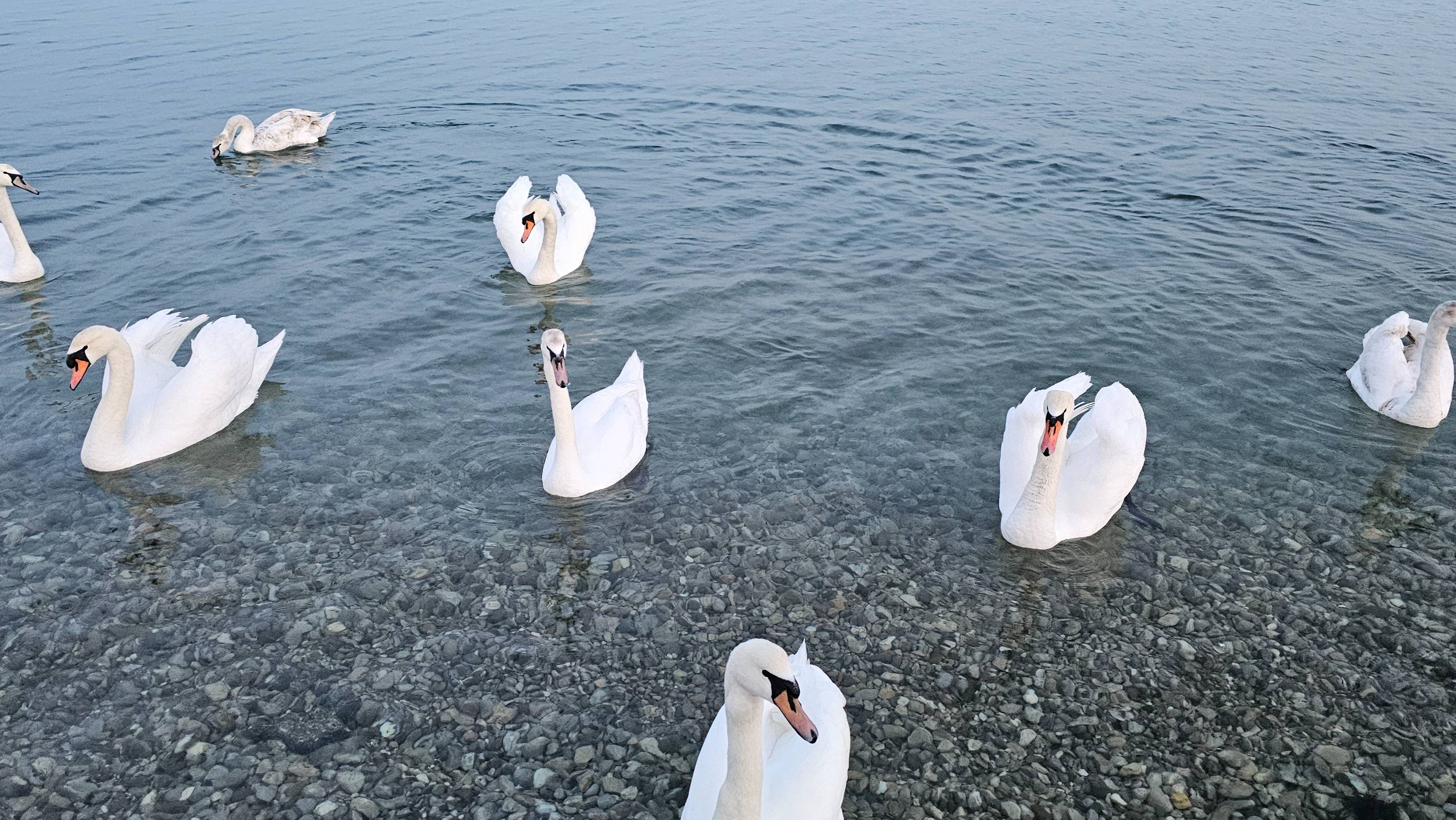 Стая лебедей