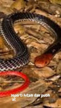 Ular Krait, Nampak Indah Tapi Berbahaya