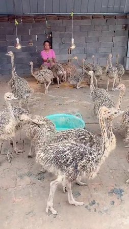 Amazing Ostriches Farm ! Happy Working at Ostriches farm , Feeding to ostriches #ostrich #short52