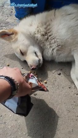 Кормление собак на остановке